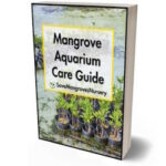 Can You Grow Mangroves at Home? - Save Mangroves Nursery