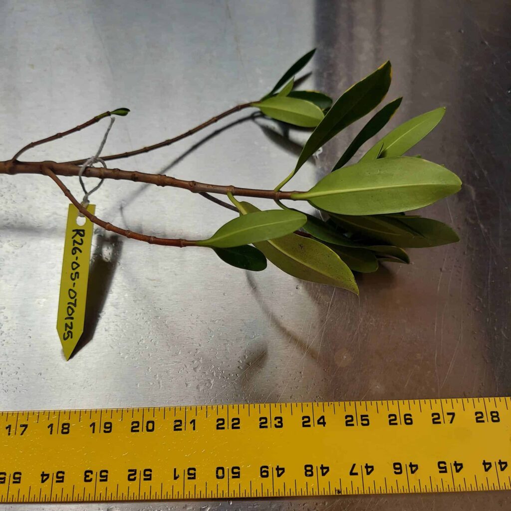 26" Red Mangrove Tree - Fully Mature Plant - Save Mangroves Nursery