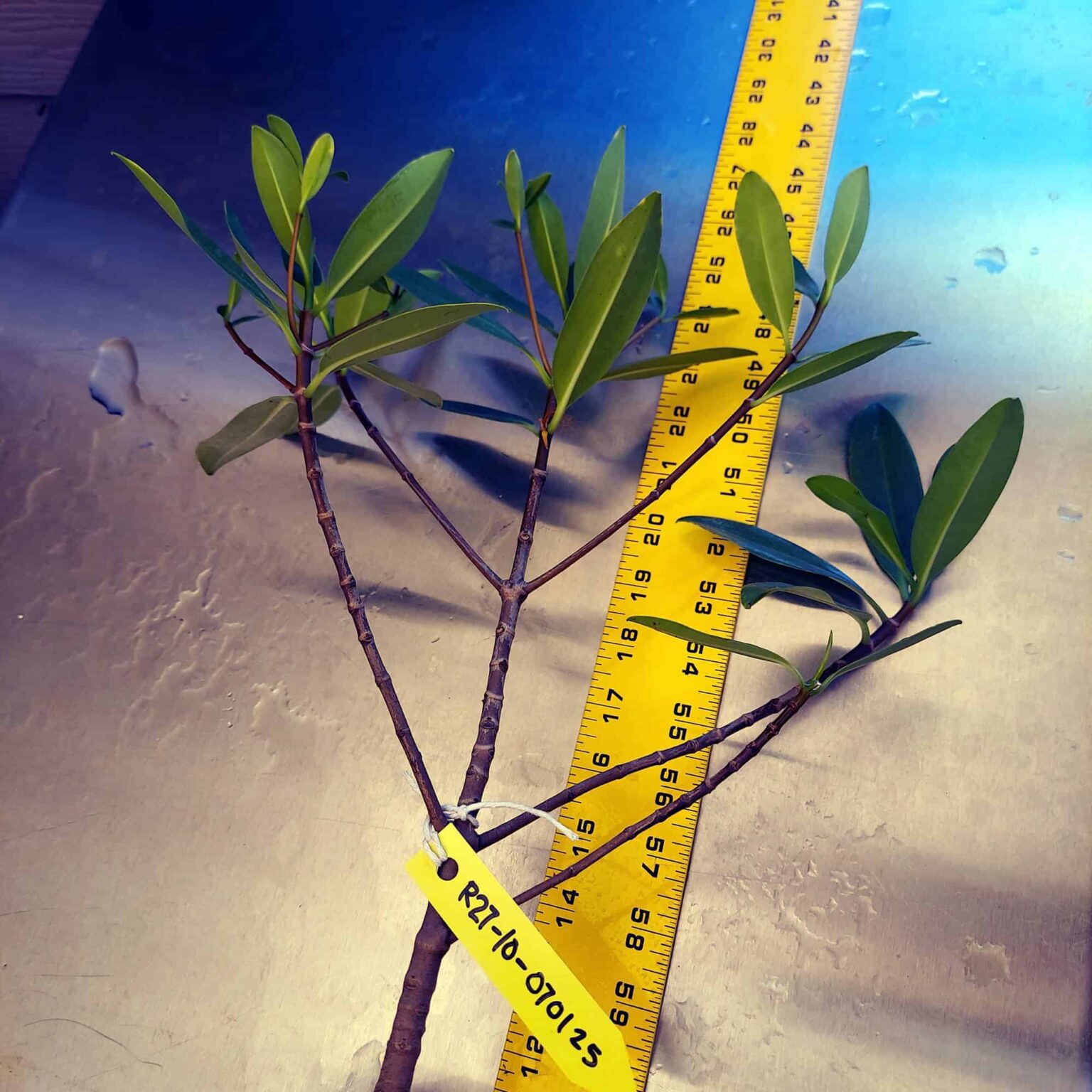 27" Red Mangrove Tree - Fully Mature Plant - Save Mangroves Nursery