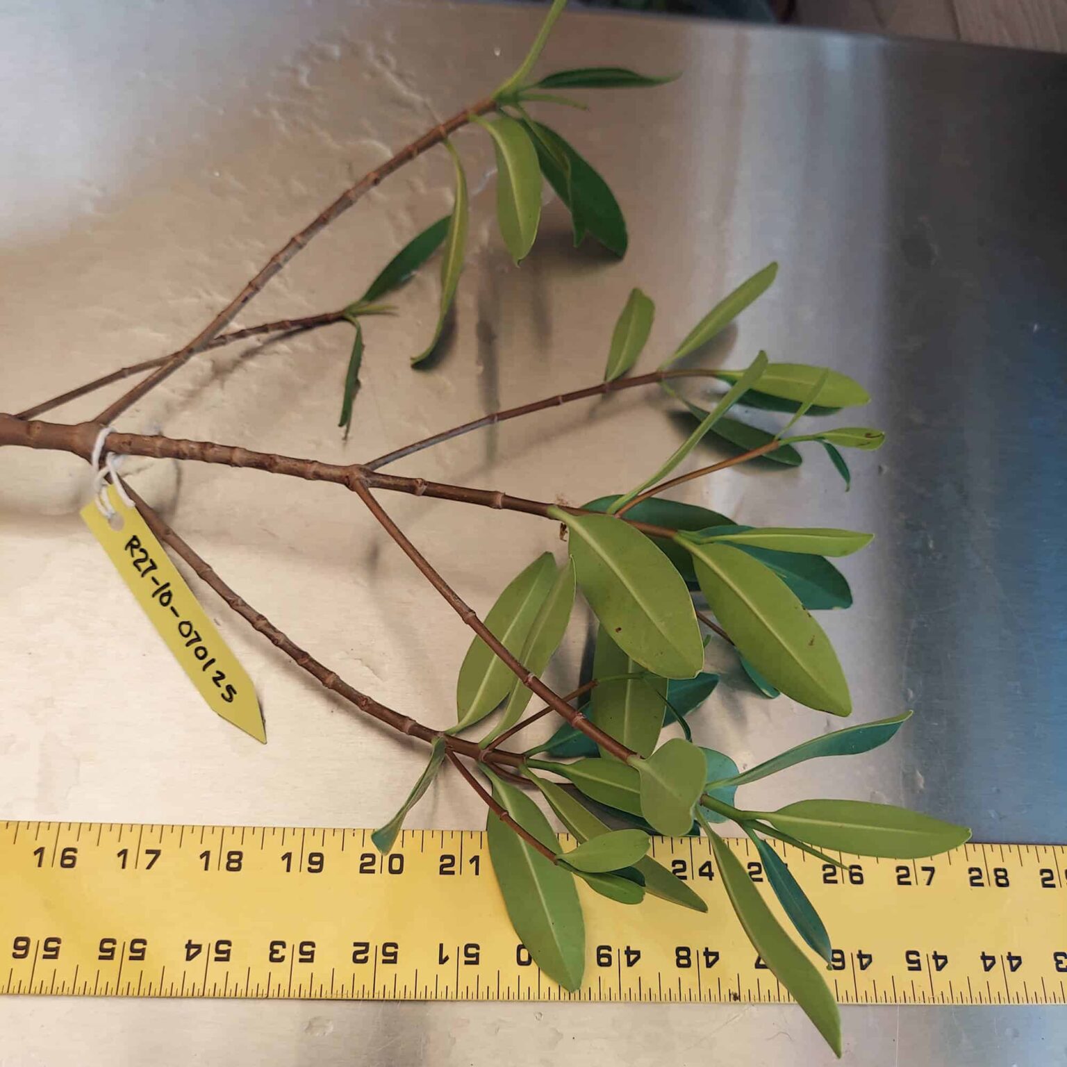 27" Red Mangrove Tree - Fully Mature Plant - Save Mangroves Nursery