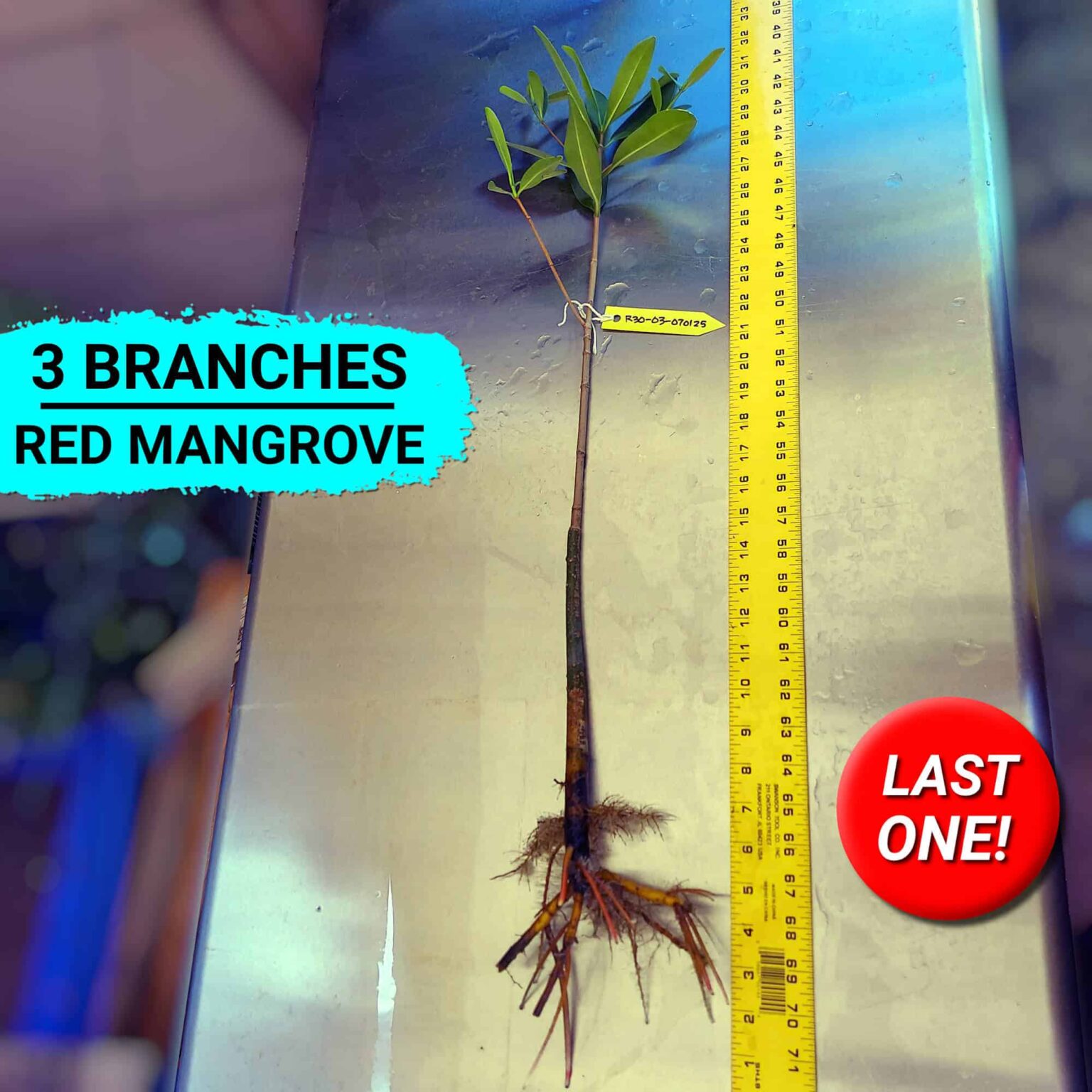 Can You Grow Mangroves at Home? - Save Mangroves Nursery