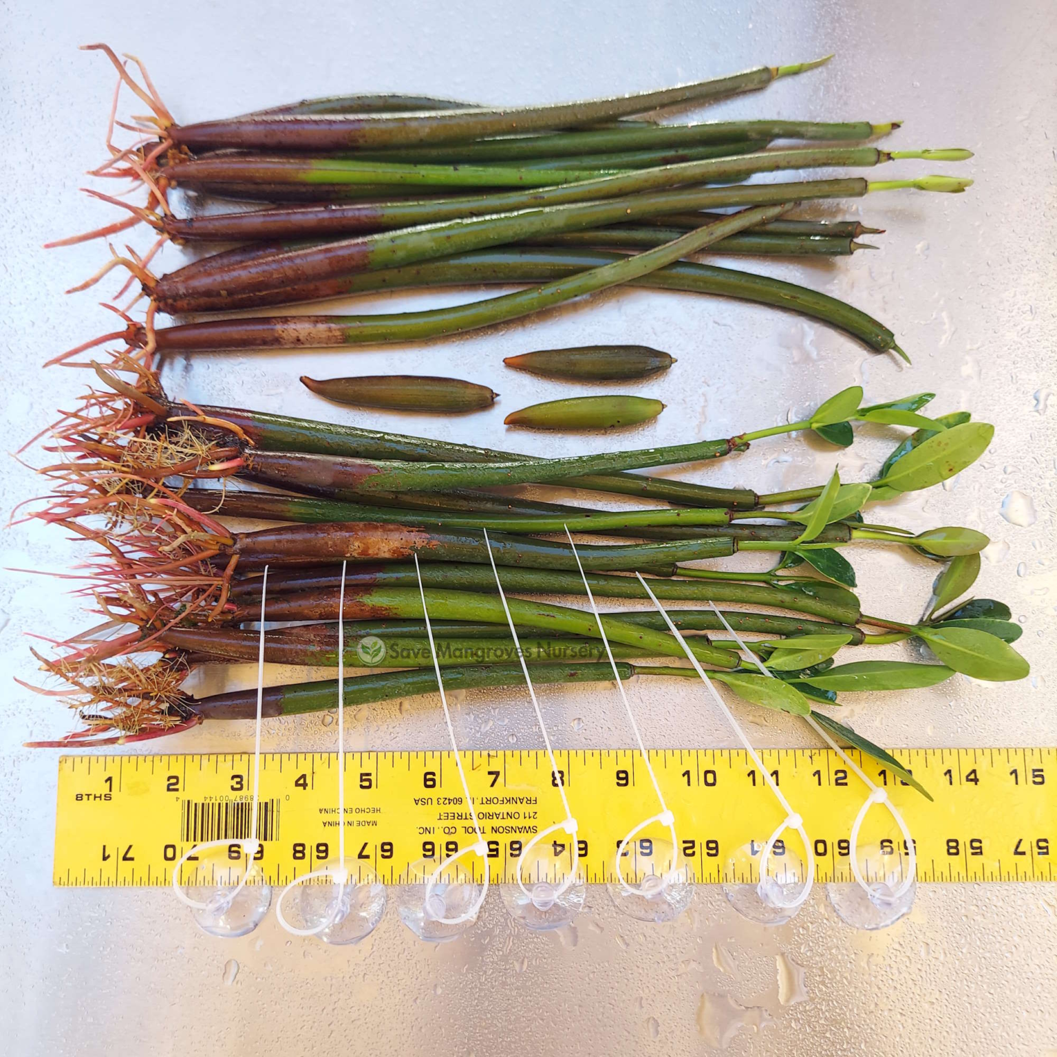 Science Teachers Mangrove Classroom Kit - Save Mangroves Nursery