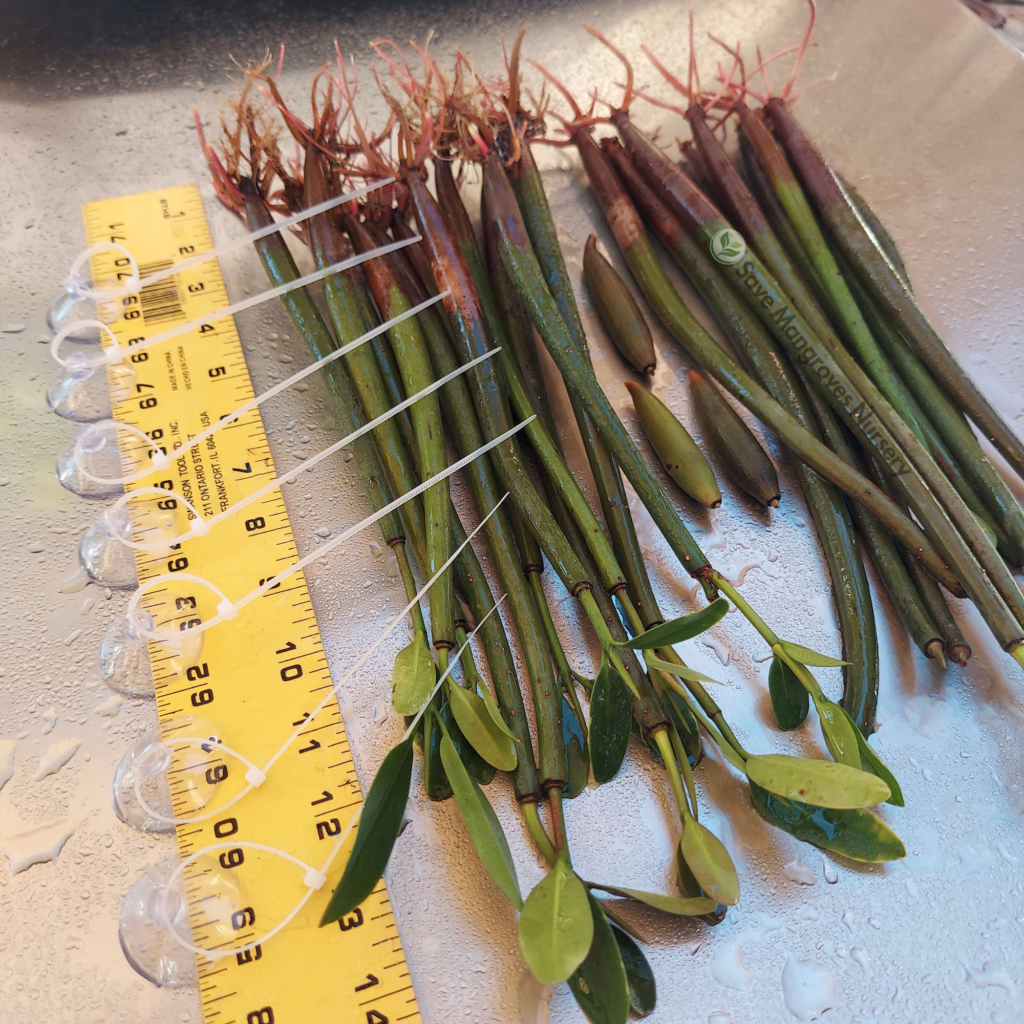 Science Teachers Mangrove Classroom Kit - Save Mangroves Nursery