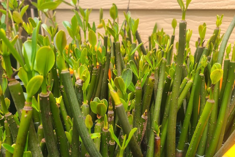 Beginner's Buyer's Guide for Mangroves - Save Mangroves Nursery