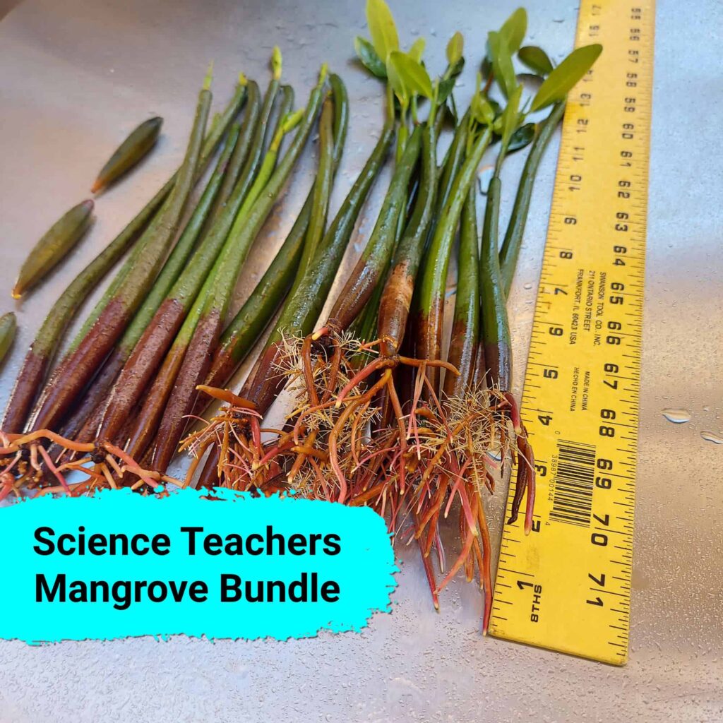 Mangrove Plants For Sale - Save Mangroves Nursery